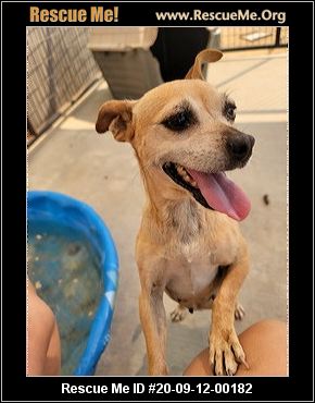 - California Dog Rescue - ADOPTIONS - Rescue Me!