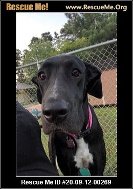 - Texas Great Dane Rescue - ADOPTIONS - Rescue Me!