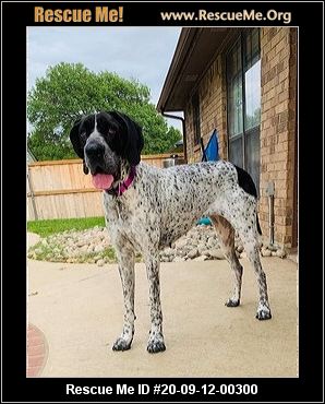 - Texas German Shorthaired Pointer Rescue - ADOPTIONS - Rescue Me!