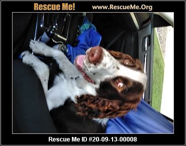 - Nevada Dog Rescue - ADOPTIONS - Rescue Me!