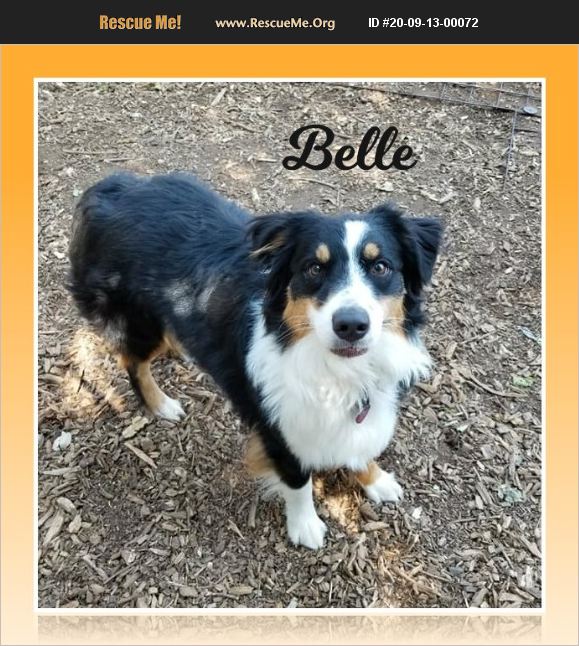 ADOPT 20091300072 ~ Australian Shepherd Rescue ~ Grants Pass, OR