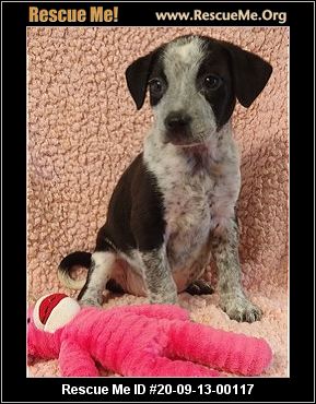 - Delaware Dog Rescue - ADOPTIONS - Rescue Me!