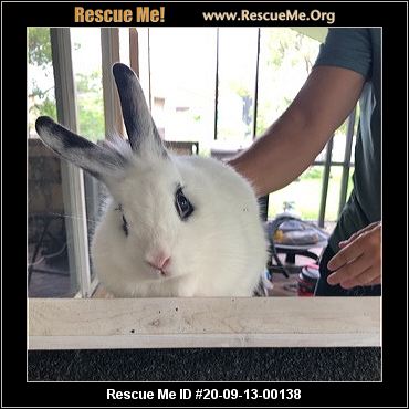 - Florida Rabbit Rescue - ADOPTIONS - Rescue Me!