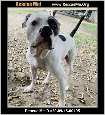 - California Dog Rescue - ADOPTIONS - Rescue Me!