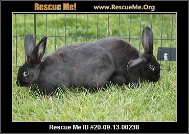 - Washington Rabbit Rescue - ADOPTIONS - Rescue Me!