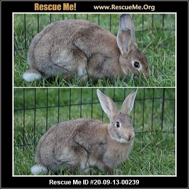 - Washington Rabbit Rescue - ADOPTIONS - Rescue Me!