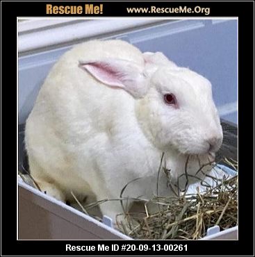 - Florida Rabbit Rescue - ADOPTIONS - Rescue Me!