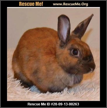 - Florida Rabbit Rescue - ADOPTIONS - Rescue Me!