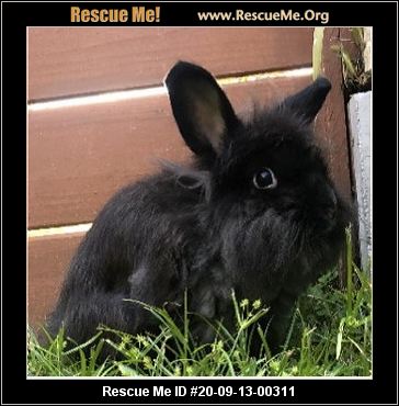 - Florida Rabbit Rescue - ADOPTIONS - Rescue Me!