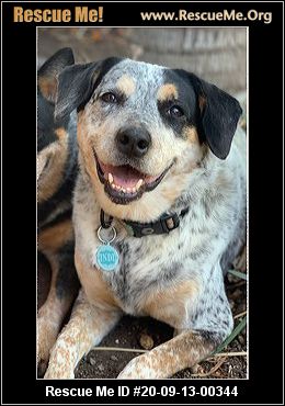 - California Dog Rescue - ADOPTIONS - Rescue Me!