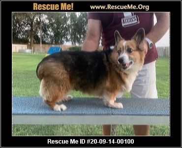 - Texas Corgi Rescue - ADOPTIONS - Rescue Me!