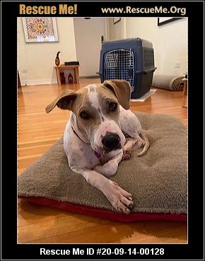 - Colorado Dog Rescue - ADOPTIONS - Rescue Me!