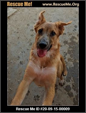 - New Mexico Dog Rescue - ADOPTIONS - Rescue Me!