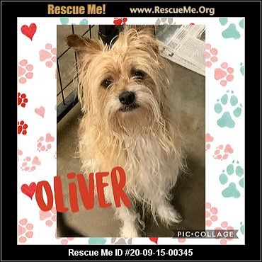 - Oklahoma Mutt Rescue - ADOPTIONS - Rescue Me!