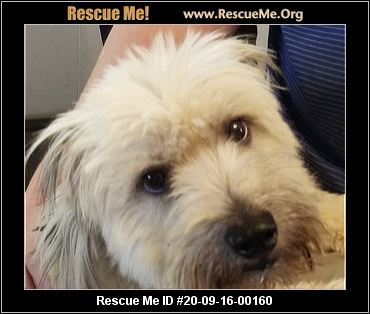 - California Lhasa Apso Rescue - ADOPTIONS - Rescue Me!