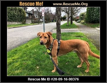 - California Rhodesian Ridgeback Rescue - ADOPTIONS - Rescue Me!