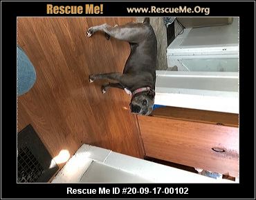 Michigan Dog Rescue Adoptions Rescue Me