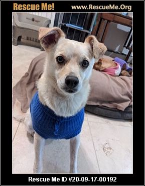 - Colorado Dog Rescue - ADOPTIONS - Rescue Me!