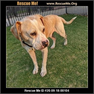 - California Lab Rescue - ADOPTIONS - Rescue Me!