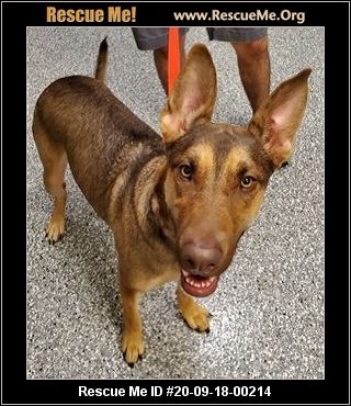 - Indiana German Shepherd Rescue - ADOPTIONS - Rescue Me!
