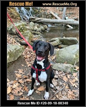 - Connecticut Dog Rescue - ADOPTIONS - Rescue Me!