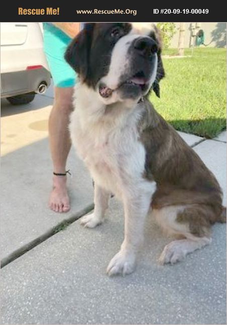 ADOPT 20091900049 ~ Saint Bernard Rescue ~ Hudson, FL