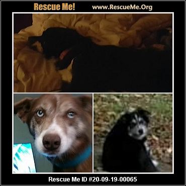 - Ohio Border Collie Rescue - ADOPTIONS - Rescue Me!