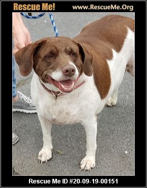 - New Jersey Dog Rescue - ADOPTIONS - Rescue Me!