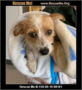 - Washington Jack Russell Rescue - ADOPTIONS - Rescue Me!