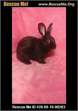 - California Rabbit Rescue - ADOPTIONS - Rescue Me!