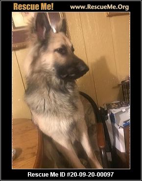 - Indiana German Shepherd Rescue - ADOPTIONS - Rescue Me!
