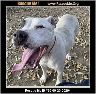 - California American Staffordshire Terrier Rescue - ADOPTIONS - Rescue Me!