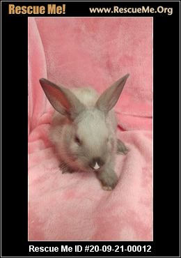 - California Rabbit Rescue - ADOPTIONS - Rescue Me!