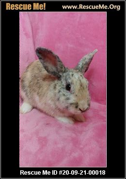 - California Rabbit Rescue - ADOPTIONS - Rescue Me!