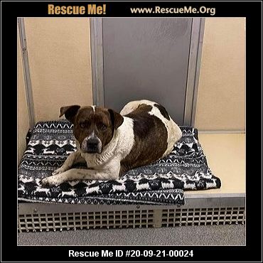 - Colorado Dog Rescue - ADOPTIONS - Rescue Me!