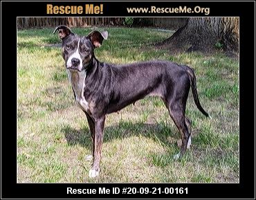- Colorado Dog Rescue - ADOPTIONS - Rescue Me!