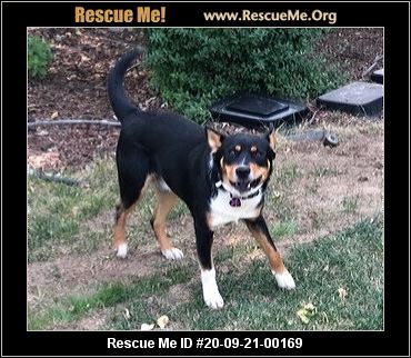 - Colorado Dog Rescue - ADOPTIONS - Rescue Me!