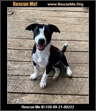 - California Corgi Rescue - ADOPTIONS - Rescue Me!