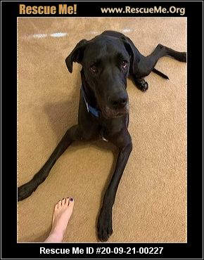 - Texas Great Dane Rescue - ADOPTIONS - Rescue Me!