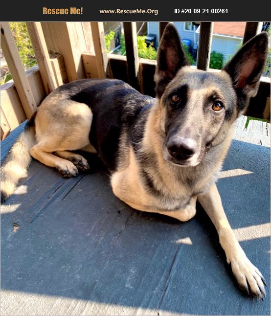 ADOPT 20092100261 ~ German Shepherd Rescue ~ Chicago, IL