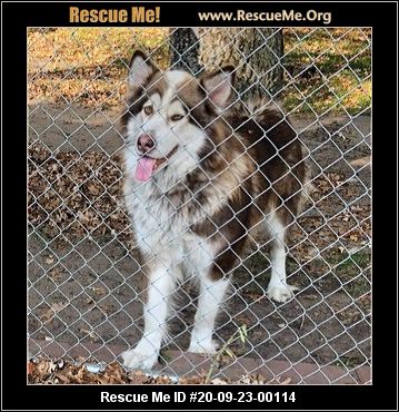 - Minnesota Dog Rescue - ADOPTIONS - Rescue Me!