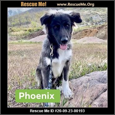 - Colorado Dog Rescue - ADOPTIONS - Rescue Me!