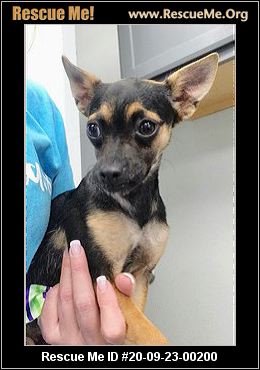 - Colorado Dog Rescue - ADOPTIONS - Rescue Me!