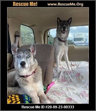 - Florida Dog Rescue - ADOPTIONS - Rescue Me!