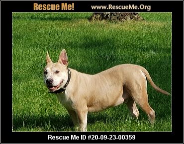 - Florida Dog Rescue - ADOPTIONS - Rescue Me!