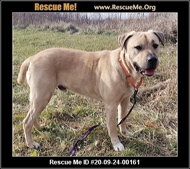 - Indiana German Shepherd Rescue - ADOPTIONS - Rescue Me!