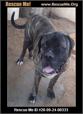 - California Mastiff Rescue - ADOPTIONS - Rescue Me!