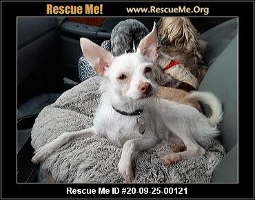 - Florida Dog Rescue - ADOPTIONS - Rescue Me!