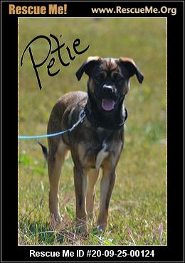 - Missouri Pug Rescue - ADOPTIONS - Rescue Me!