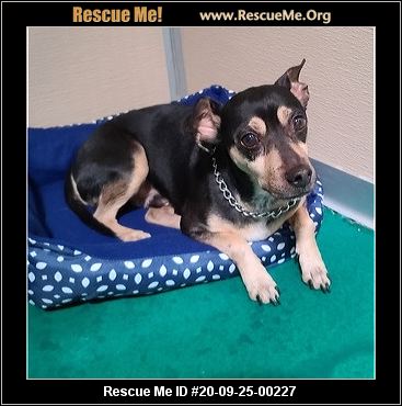 - California Miniature Pinscher Rescue - ADOPTIONS - Rescue Me!